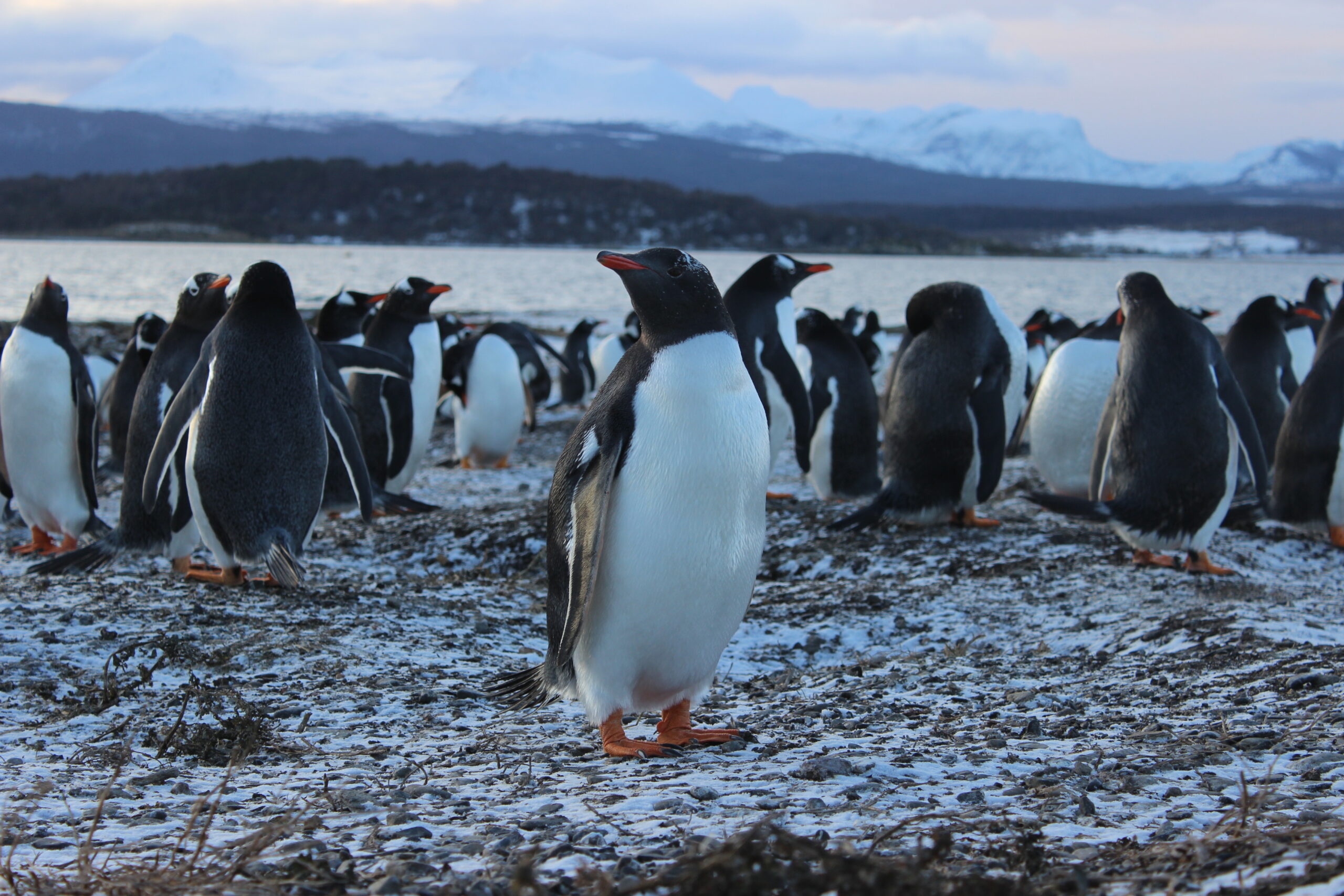 Winter Penguins in Martillo Island
